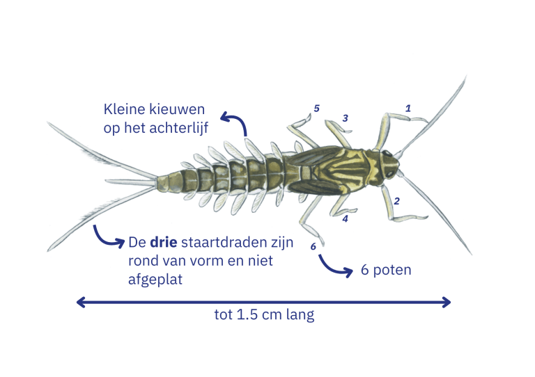 2025: jaar van de eendagsvlieg